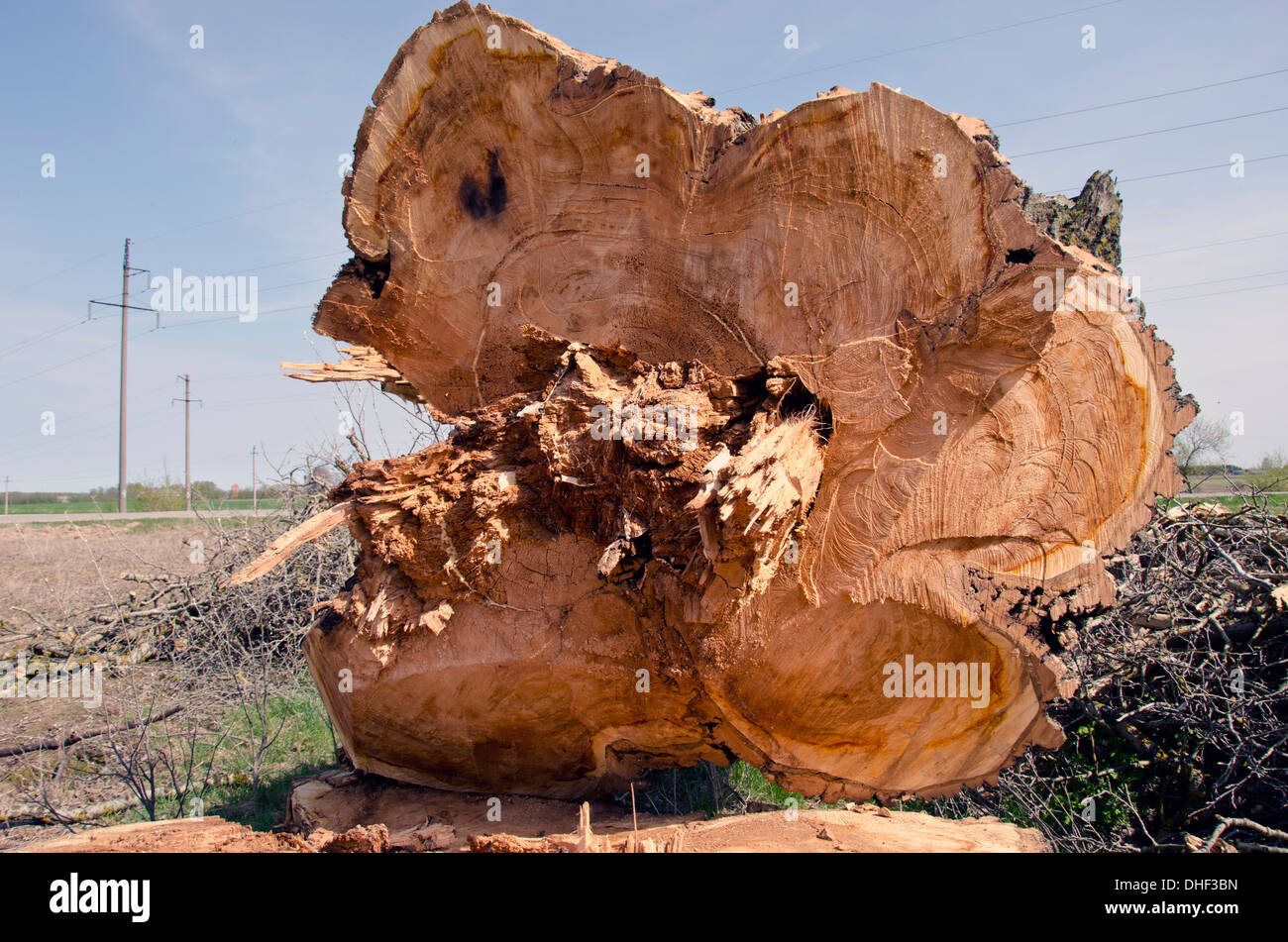 old majestic tree trunk cut. Tree life and death concept Stock Photo ...