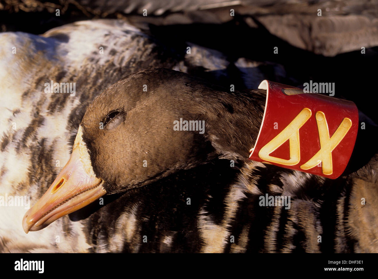 Banded neck hi-res stock photography and images - Alamy