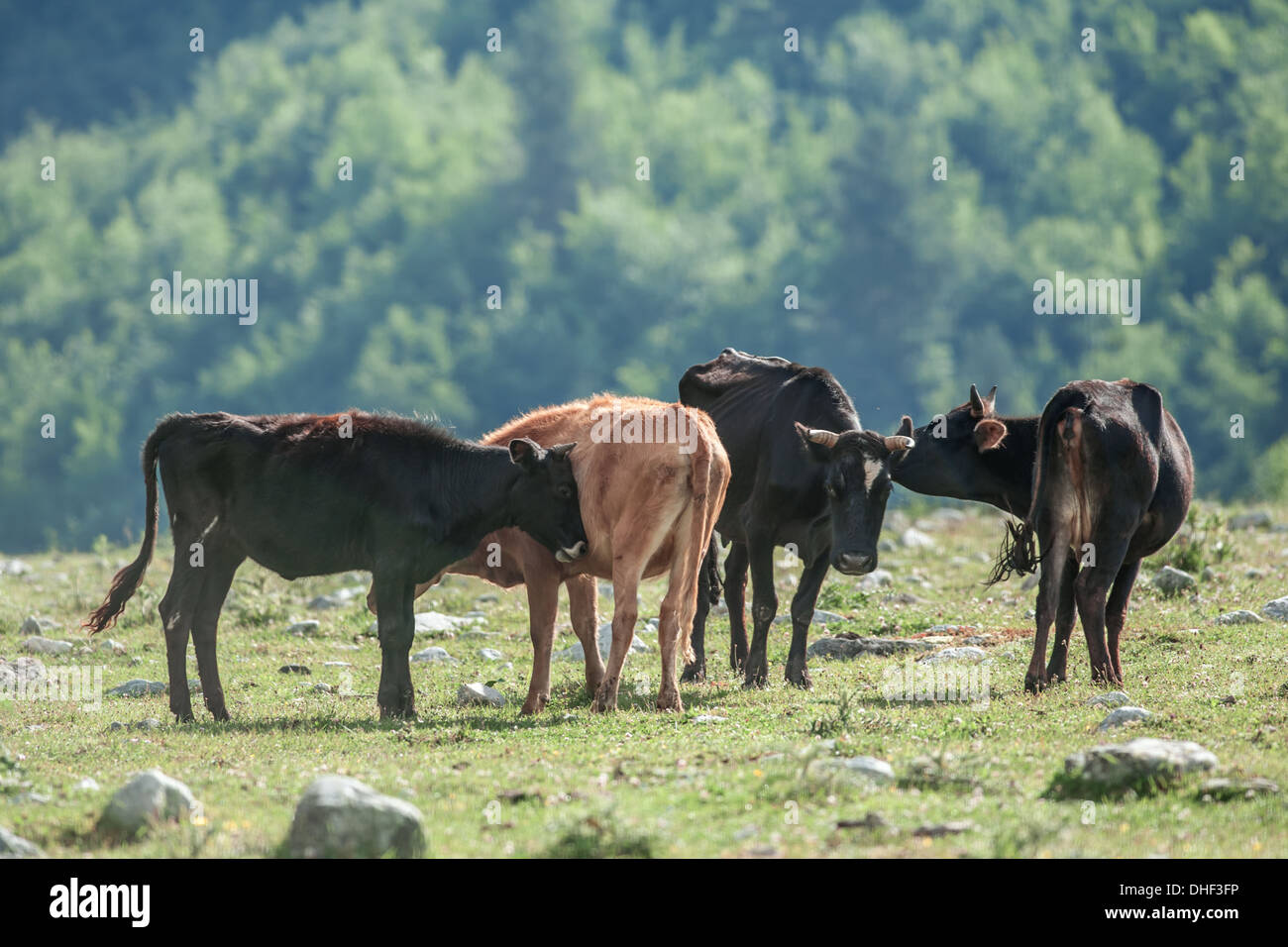four cow on green field Stock Photo - Alamy