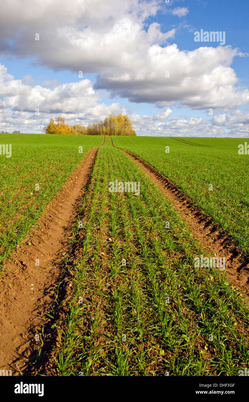 autumn farm field with green cereal crop and tractor traces ...