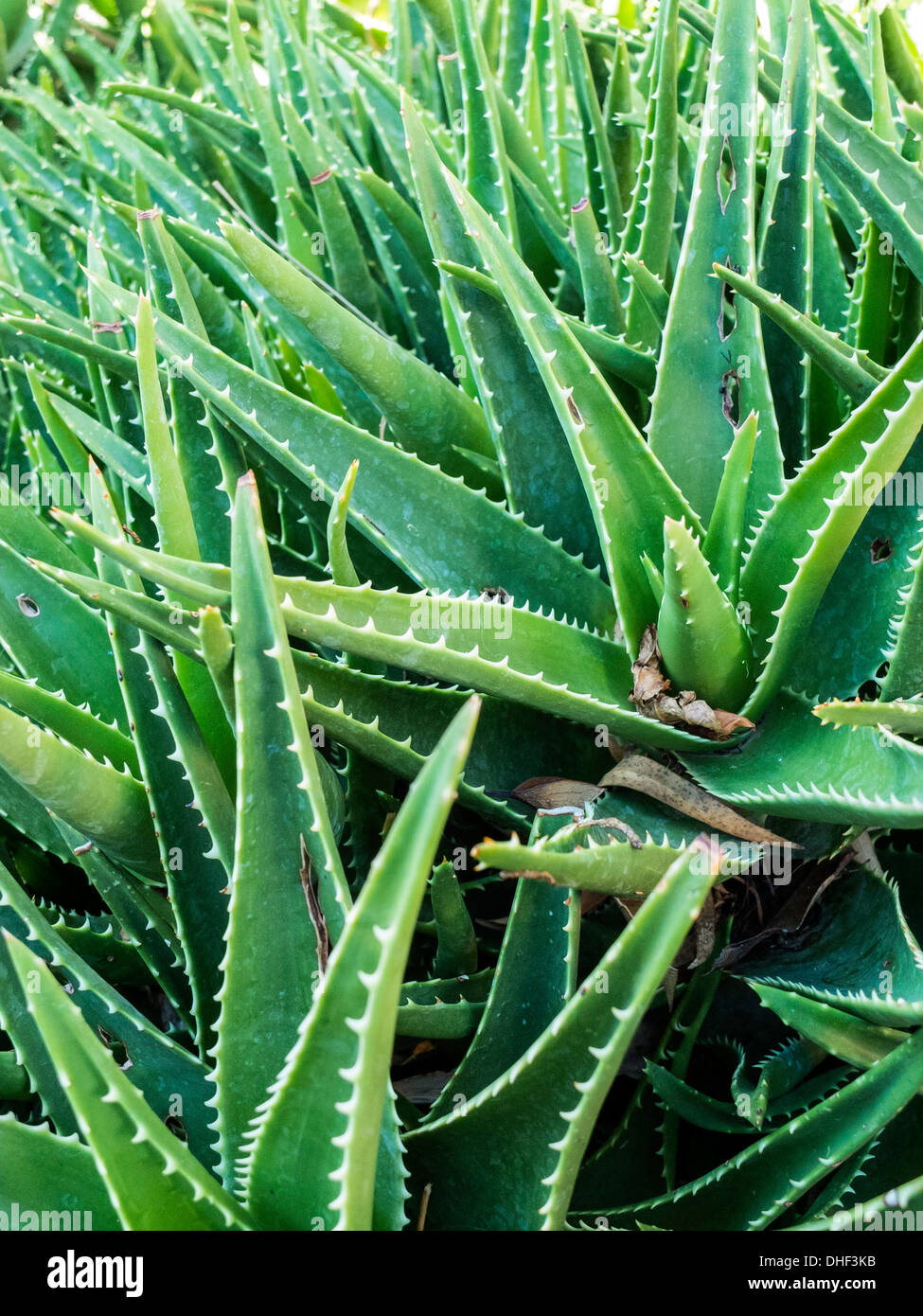 Agave sisalana mexico hi-res stock photography and images - Alamy