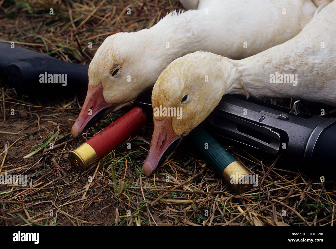 Dead geese hi-res stock photography and images - Alamy