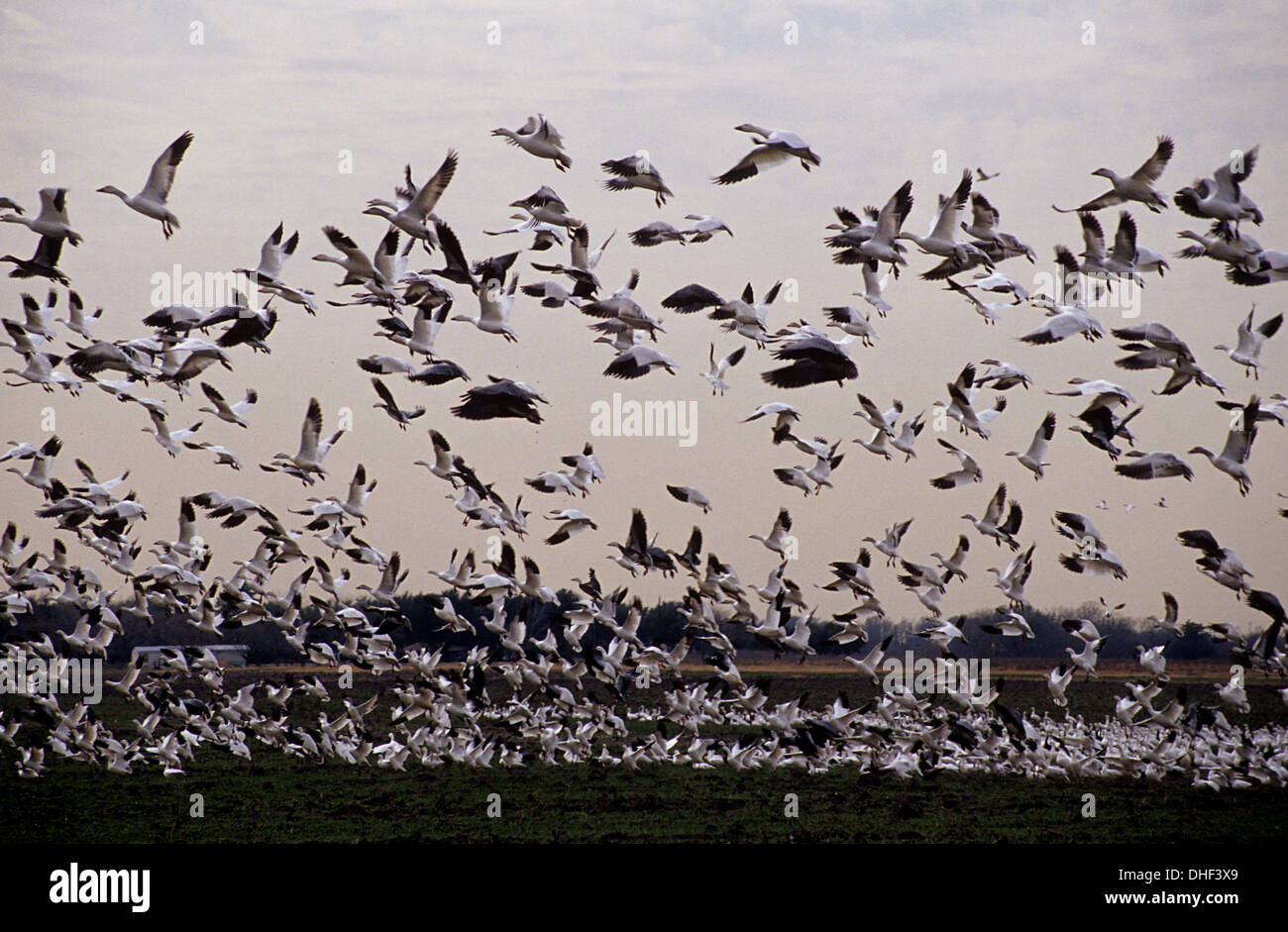 A large flock of snow and blue geese (Chen caerulescens) in a rice ...