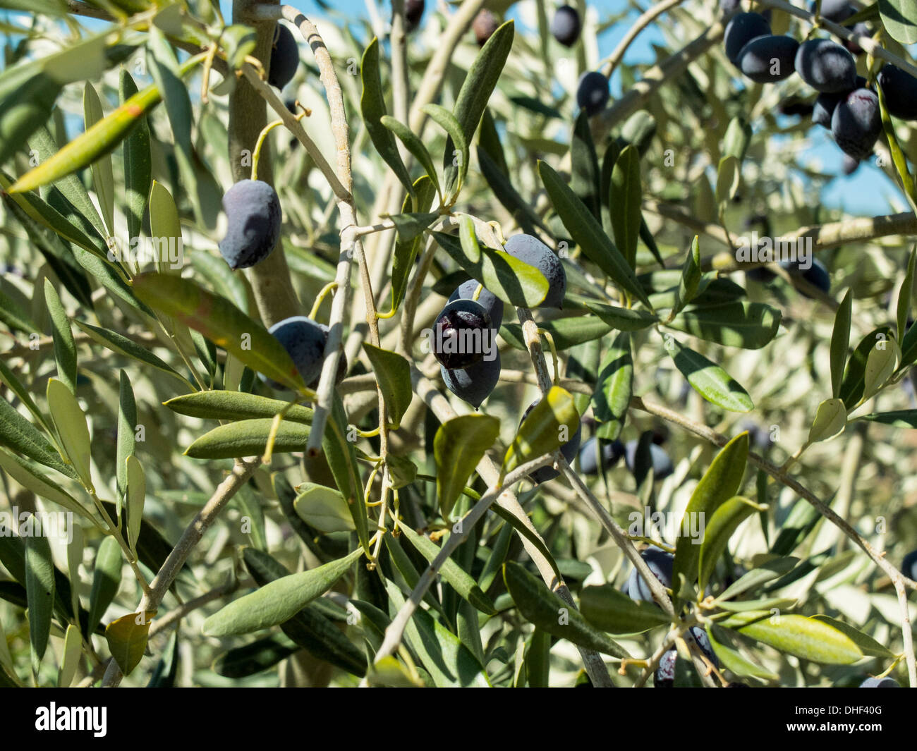 Olive Tree with fruits Stock Photo - Alamy