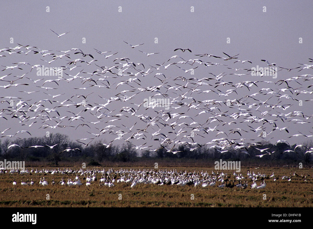 A large flock of snow and blue geese (Chen caerulescens) in a rice ...
