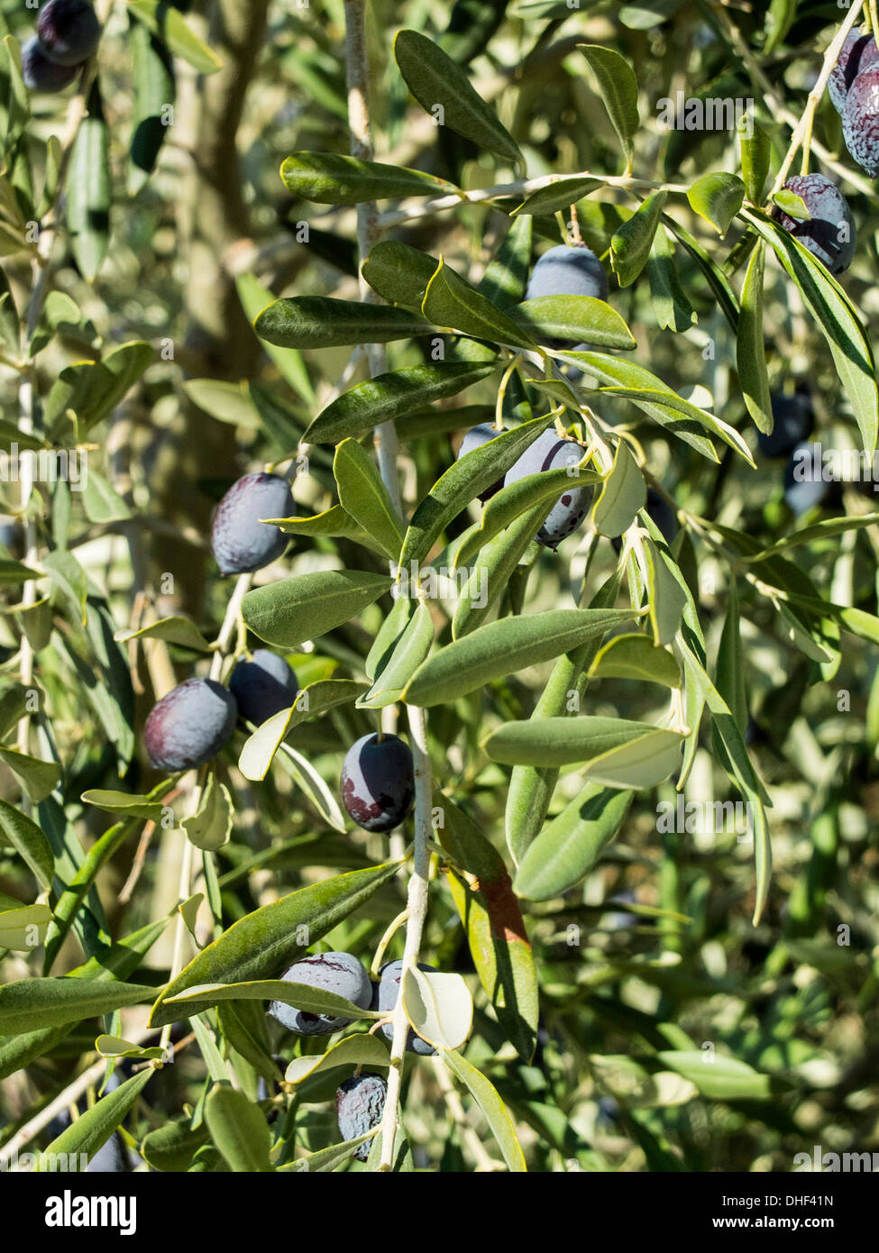 Olive Tree with fruits Stock Photo - Alamy