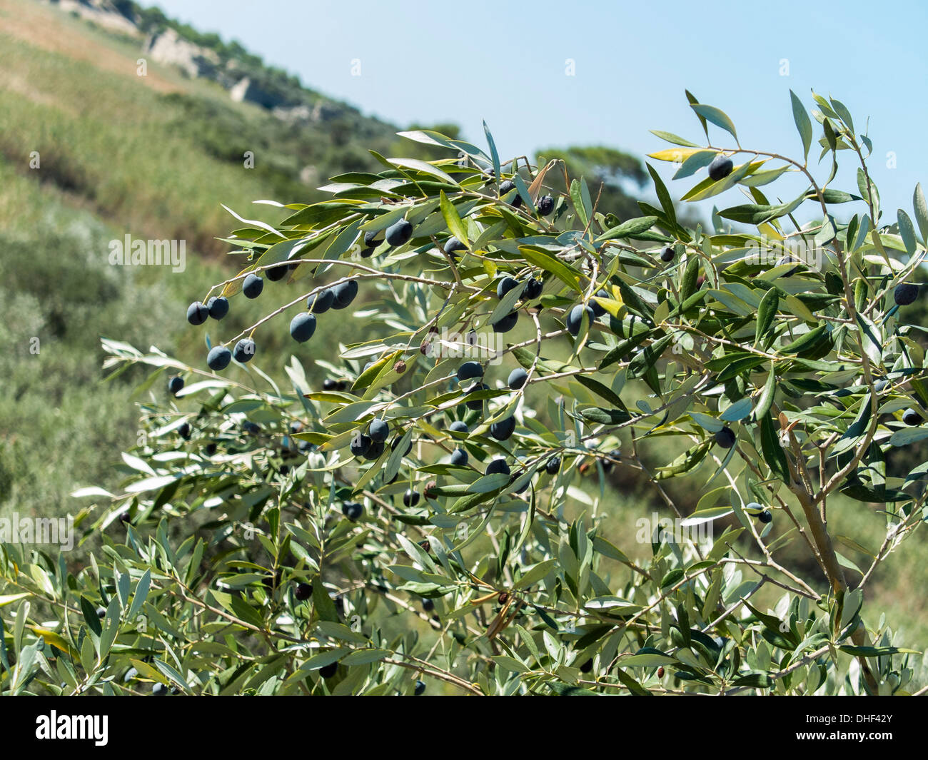 Olive Tree with fruits Stock Photo - Alamy