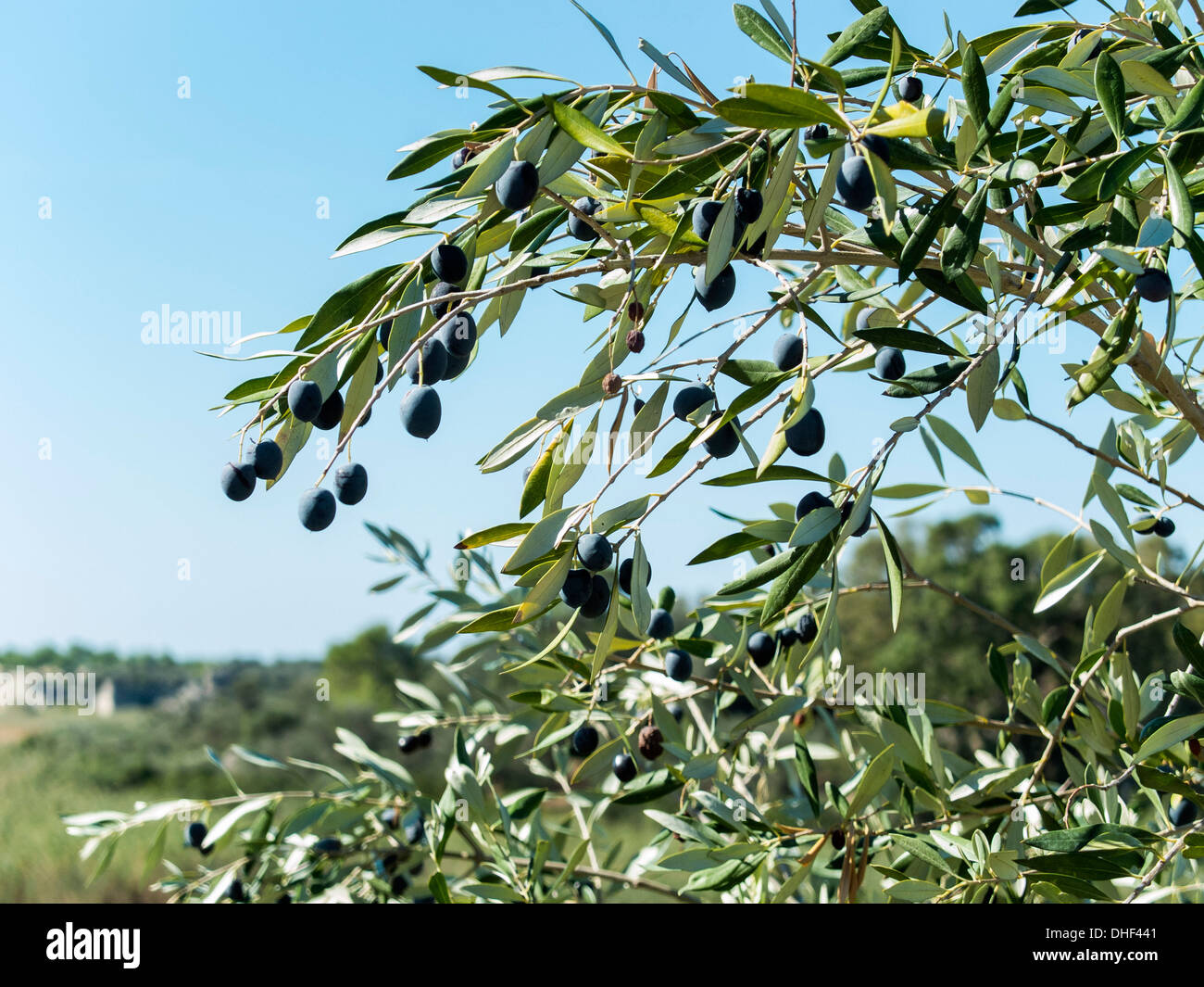 Olive Tree with fruits Stock Photo - Alamy