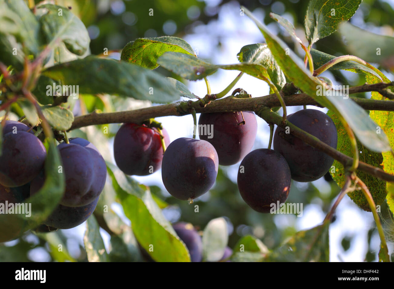Plums core hi-res stock photography and images - Alamy