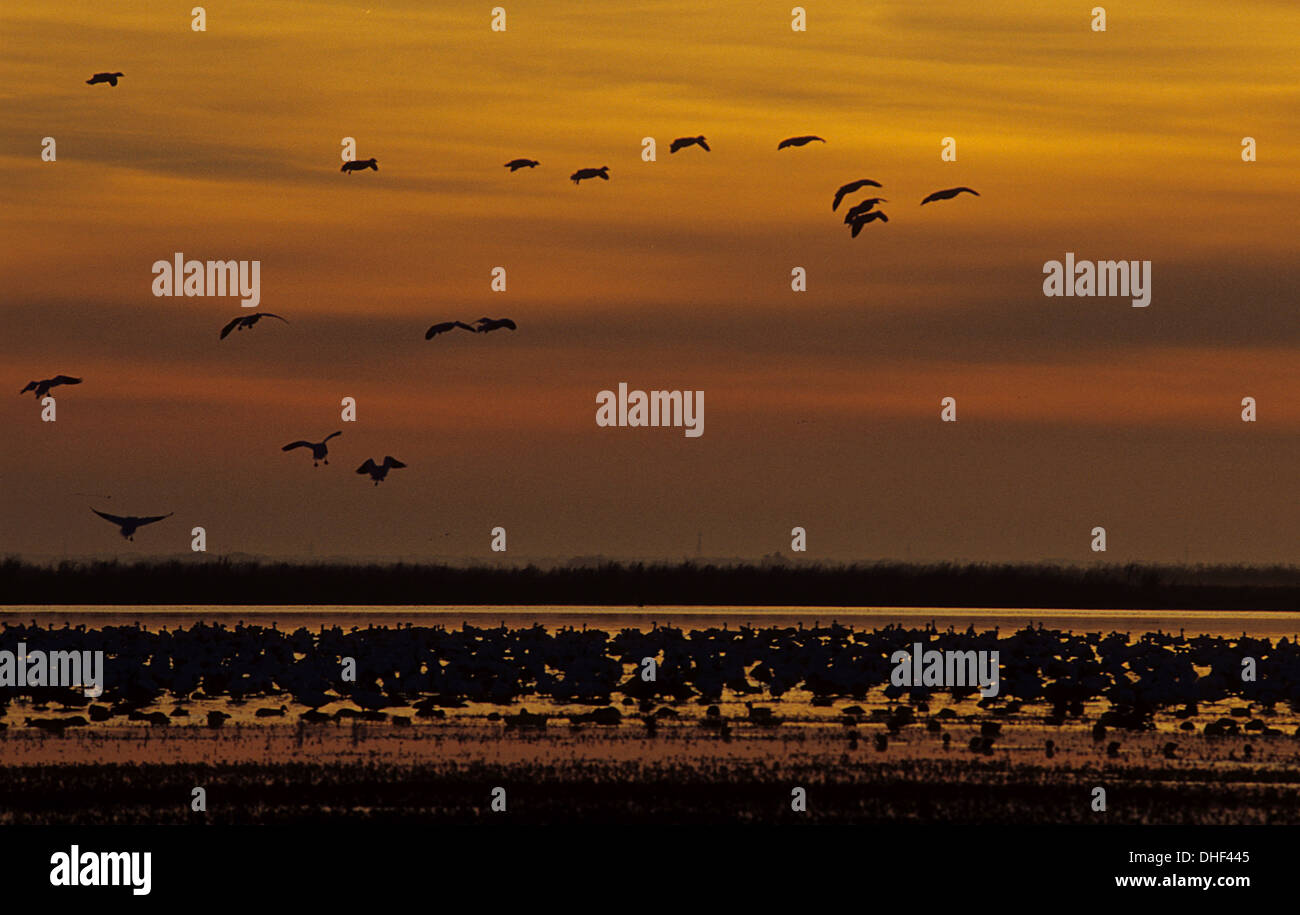 Snow geese landing on a roosting pond at sunset in the rice fields near ...