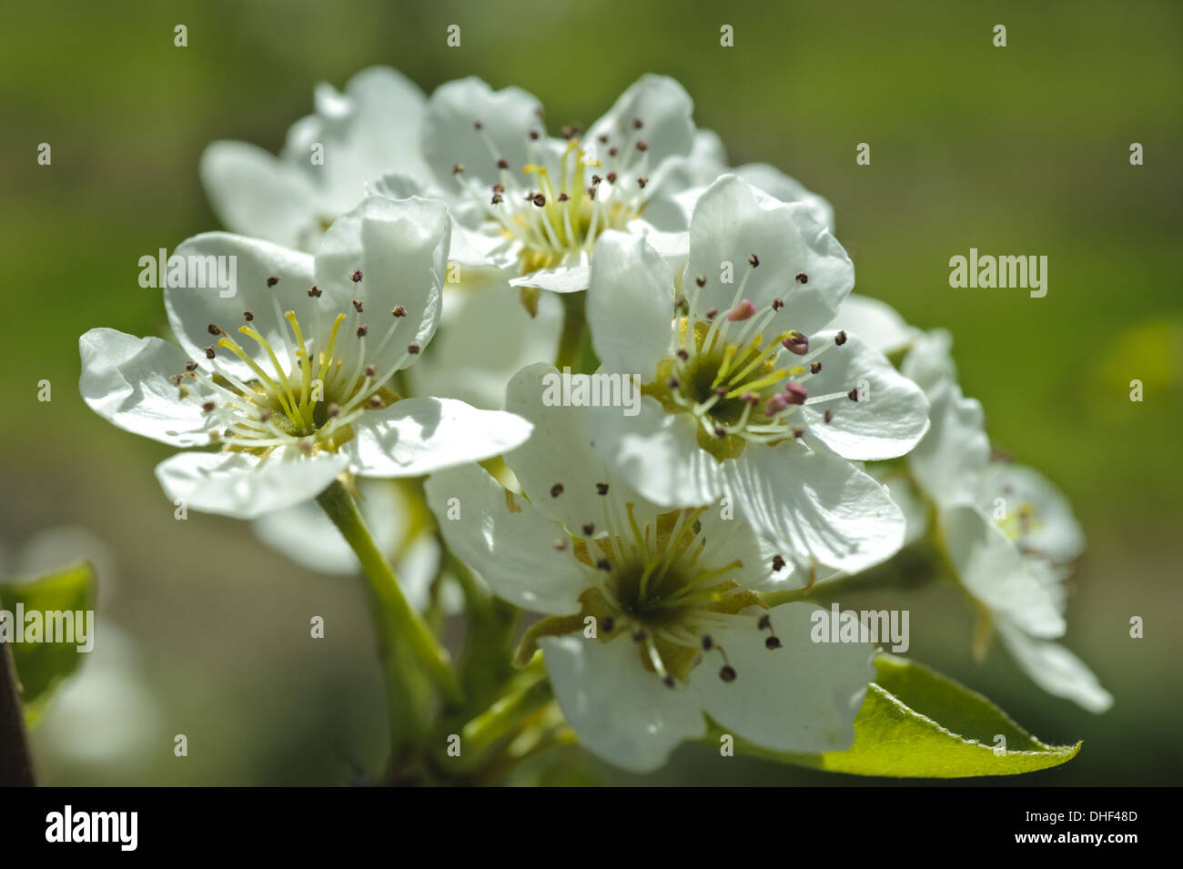 blooming apple tree in spring Stock Photo - Alamy
