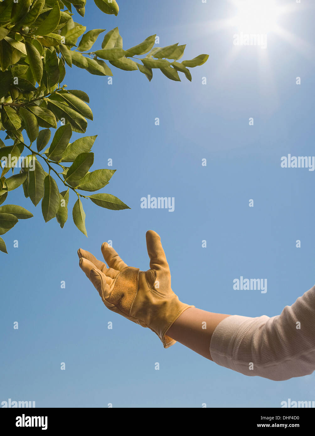 Rubber hand experiment hi-res stock photography and images - Alamy