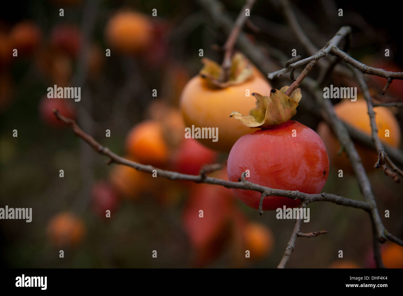 Persimmons on tree branch hi-res stock photography and images - Alamy