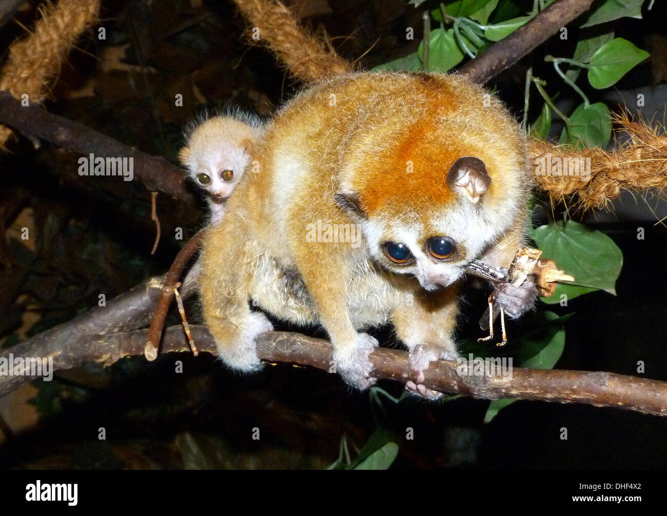 Slow loris mother hi-res stock photography and images - Alamy