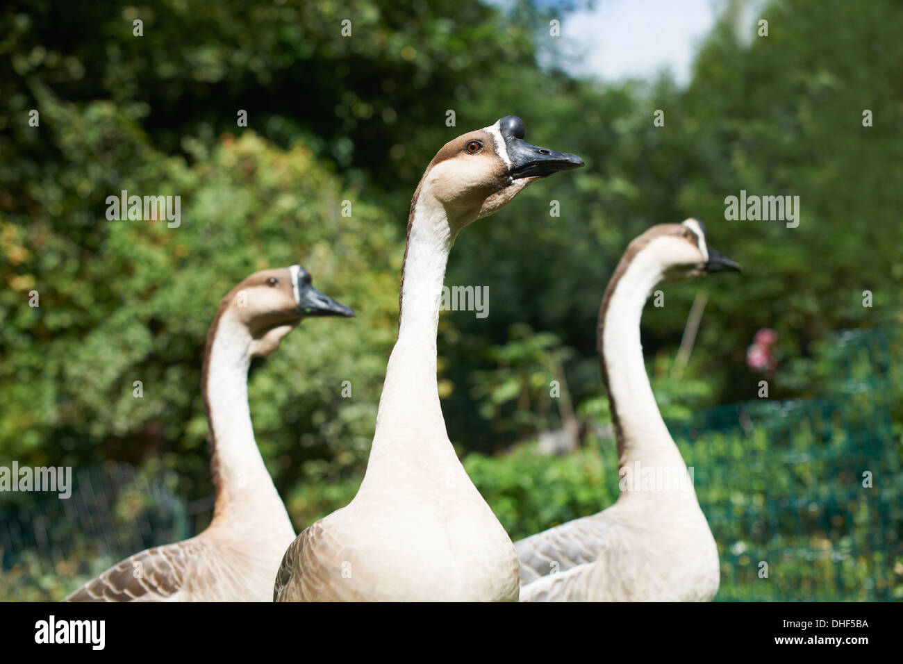 Chinese geese hi-res stock photography and images - Alamy