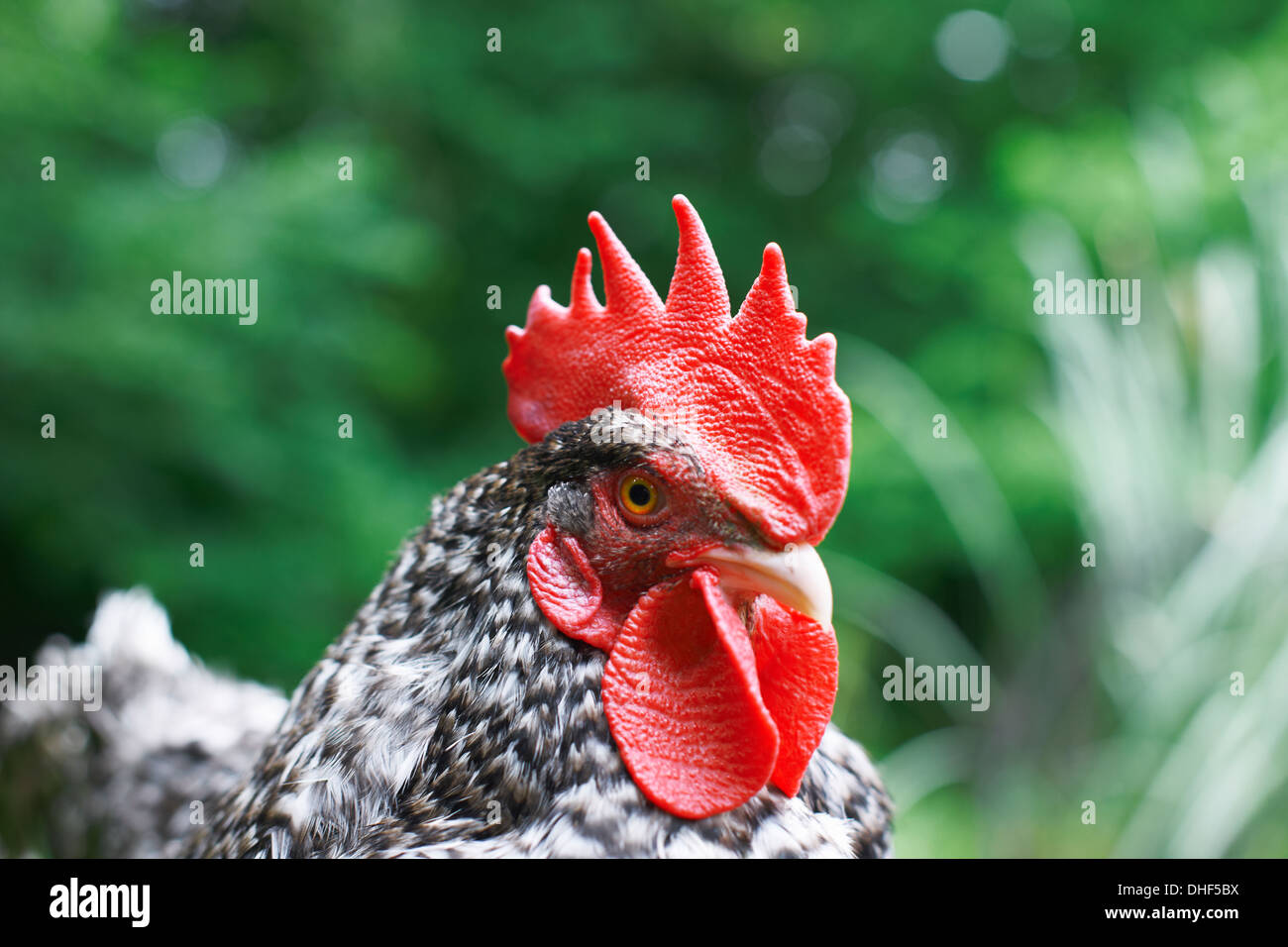 Free range chicken hi-res stock photography and images - Alamy