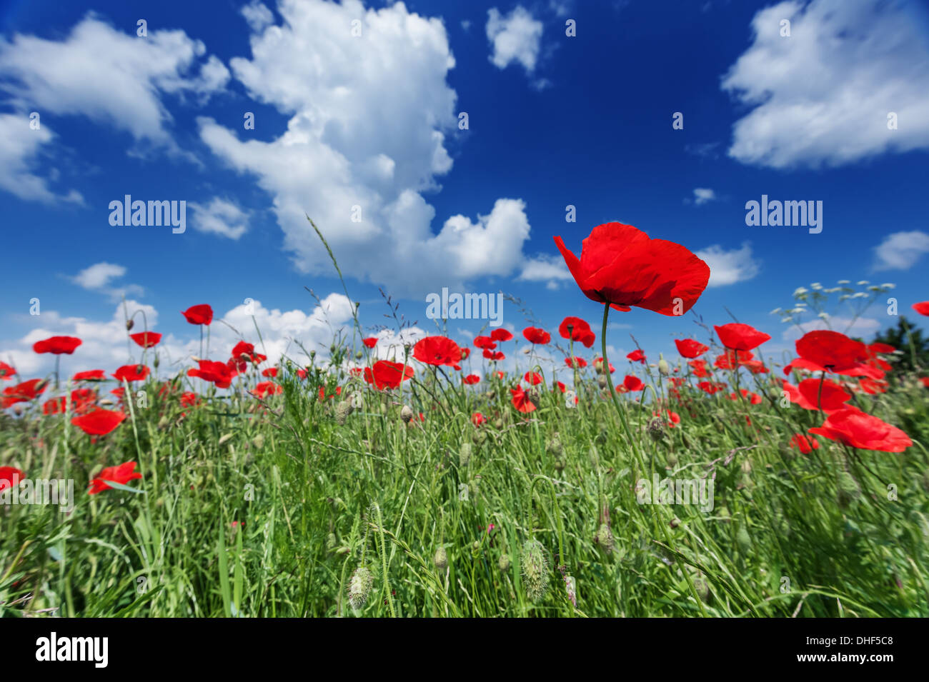 poppy on blue sky background Stock Photo - Alamy