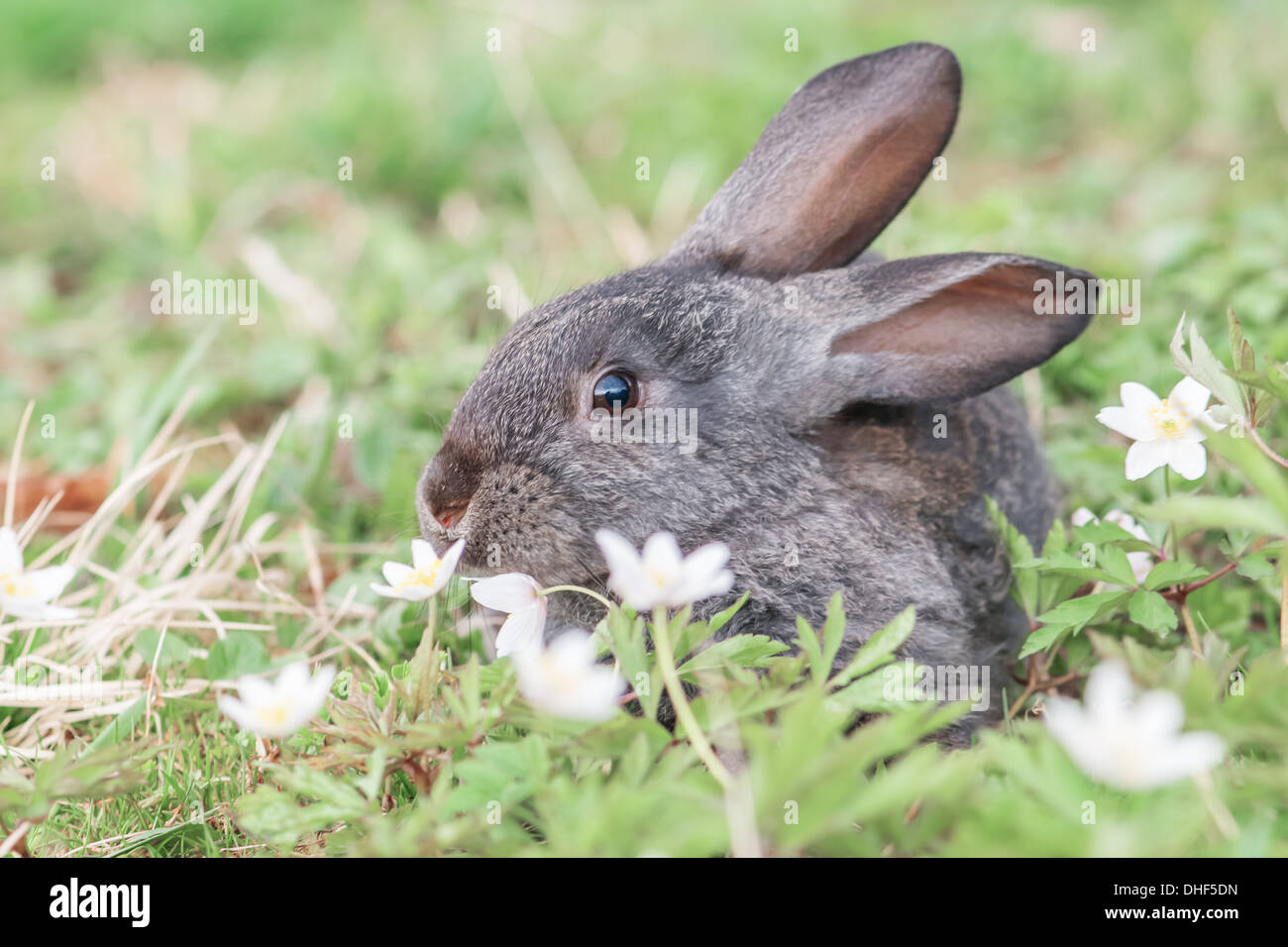 Grey rabbit fur hi-res stock photography and images - Alamy