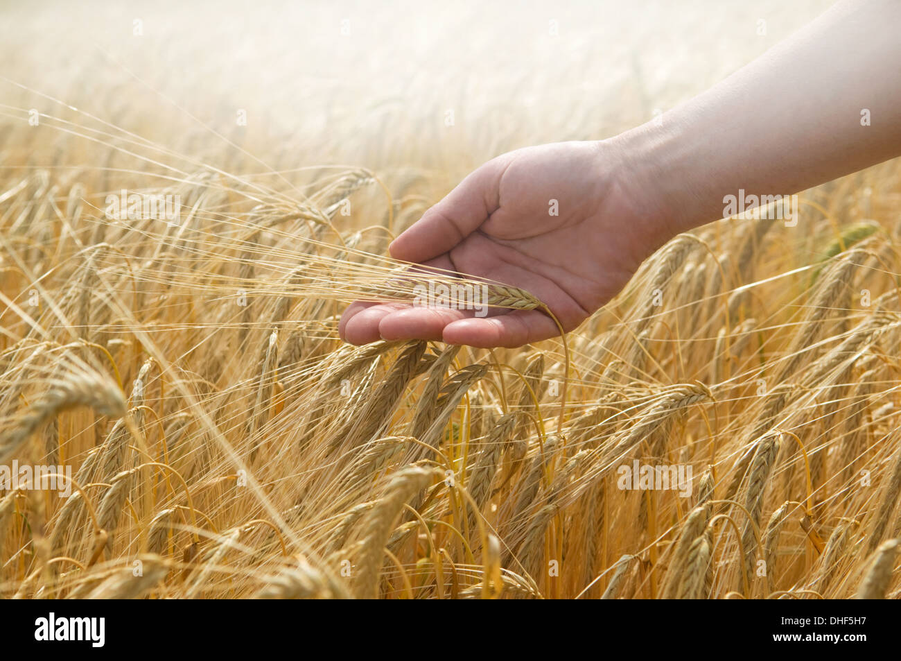 Hand touching wheat Stock Photo - Alamy