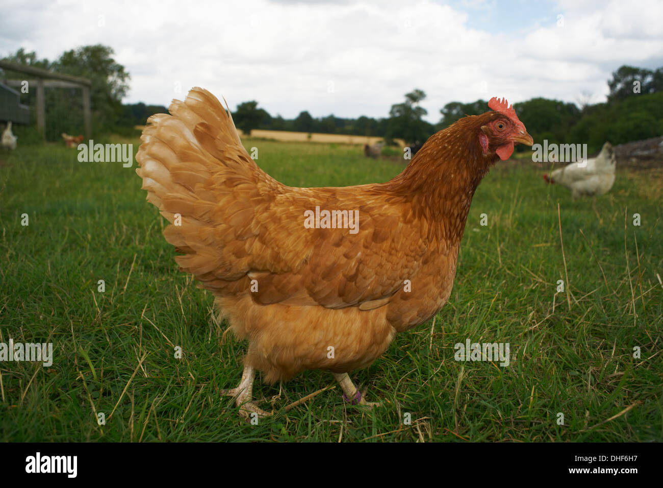 Free range chicken in field Stock Photo - Alamy