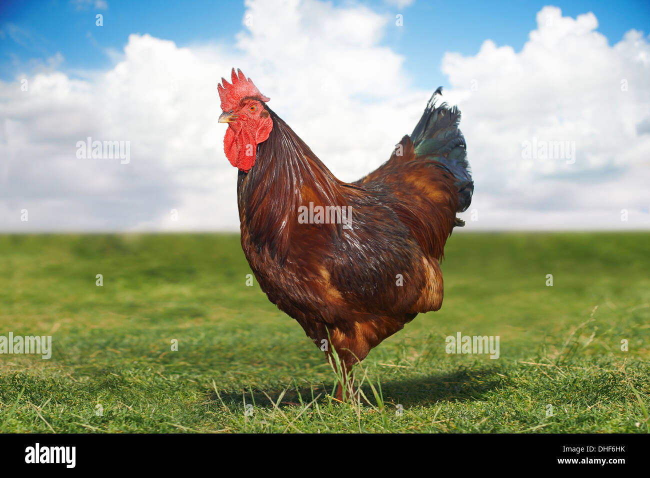 Chicken field hi-res stock photography and images - Alamy