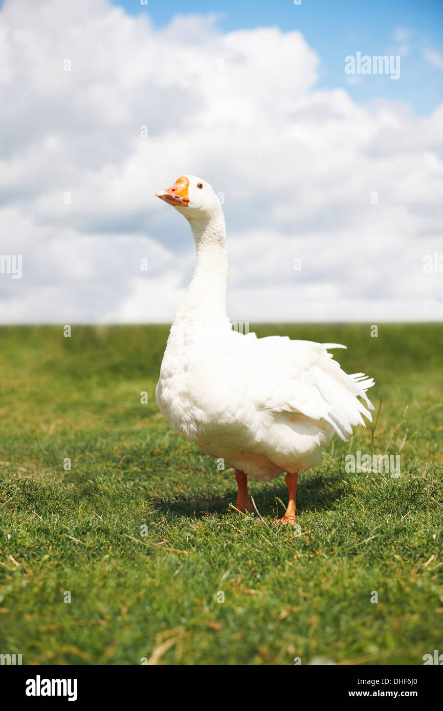 Portrait of white goose in field Stock Photo - Alamy