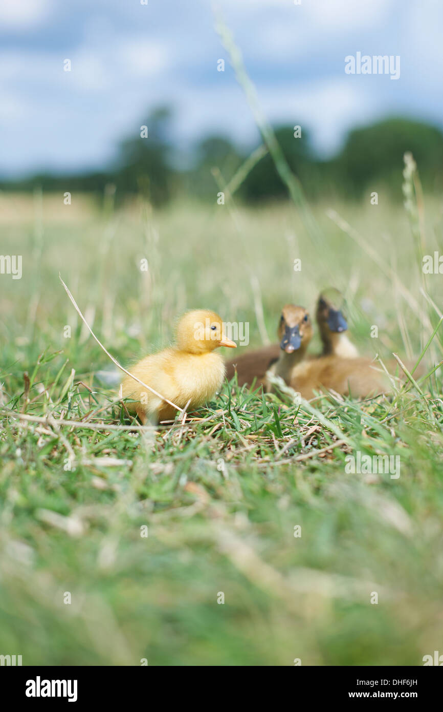 Chicken step duck hi-res stock photography and images - Alamy