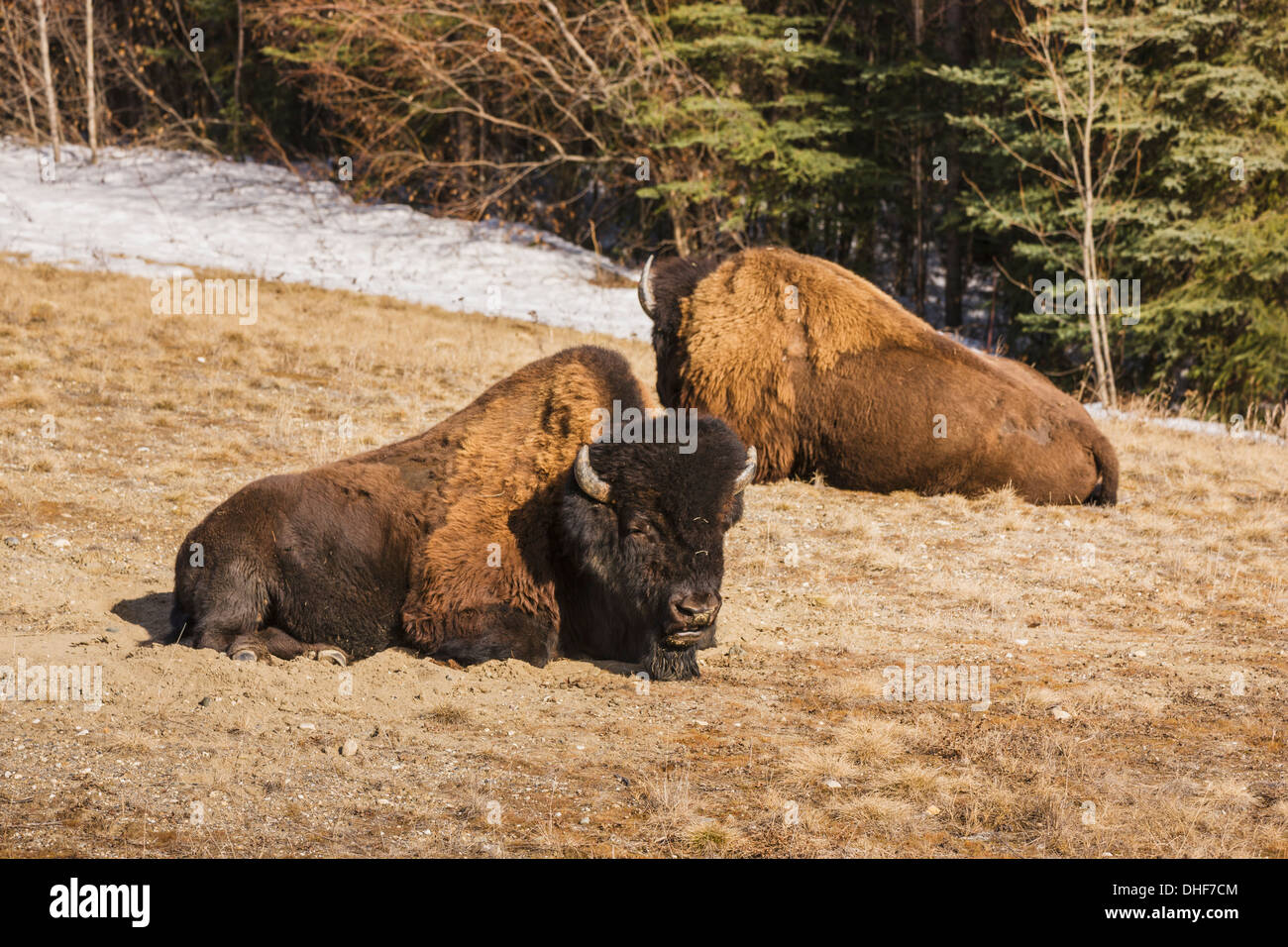 Lying buffalo hi-res stock photography and images - Alamy