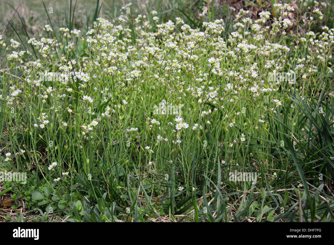 Verna bloom hi-res stock photography and images - Alamy