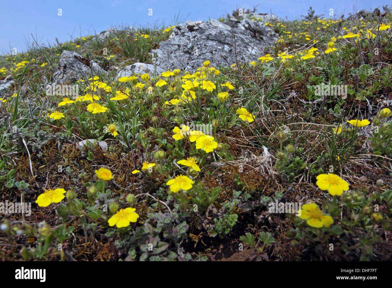 Flowers spring cinquefoil potentilla hi-res stock photography and ...