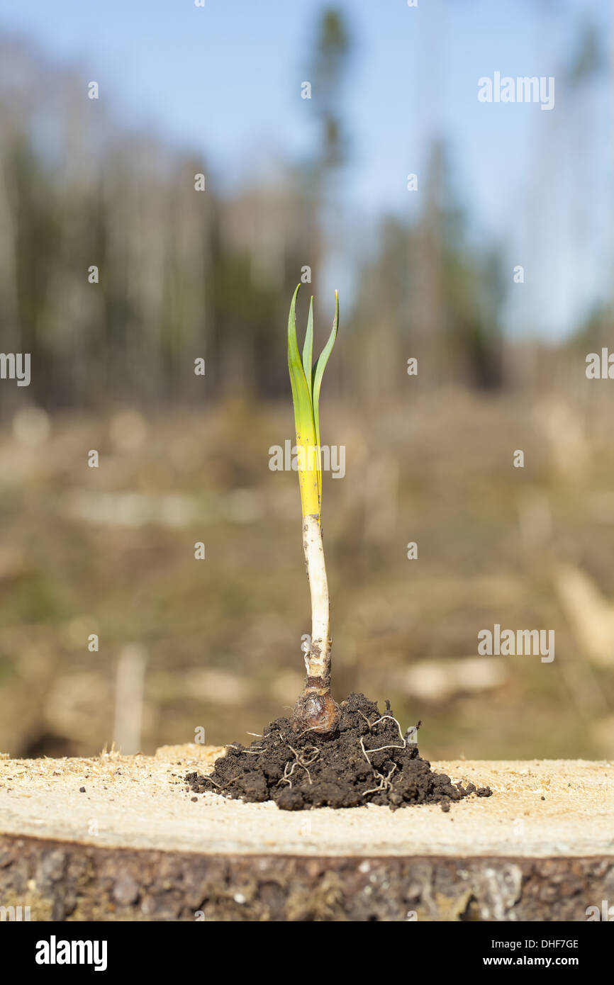Plant on the stump on a forest background Stock Photo - Alamy