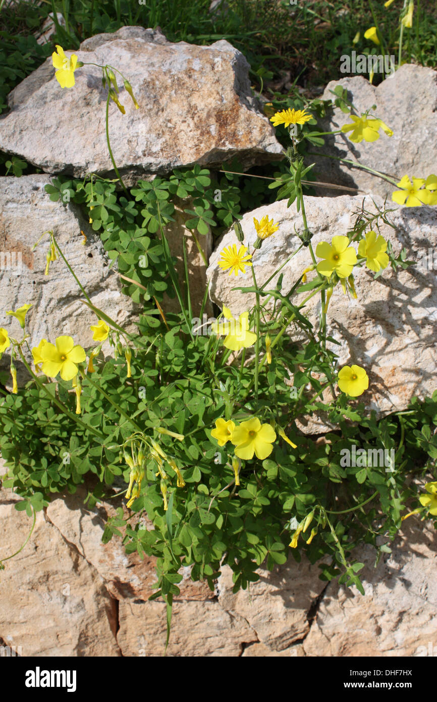 Flowering plants between stone rocks Stock Photo - Alamy