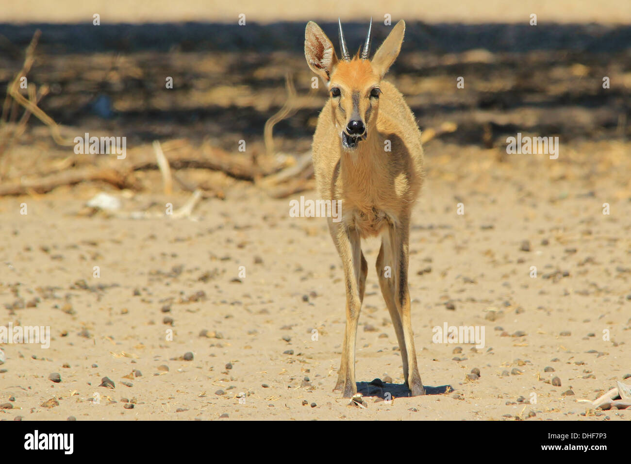 Duiker Ram - Small Antelopes from Africa - Adorable Wildlife in the ...
