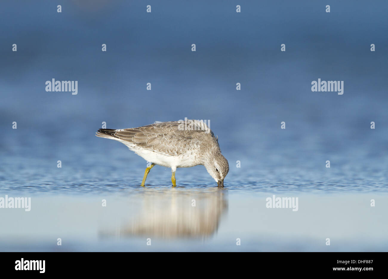 Water knot hi-res stock photography and images - Alamy