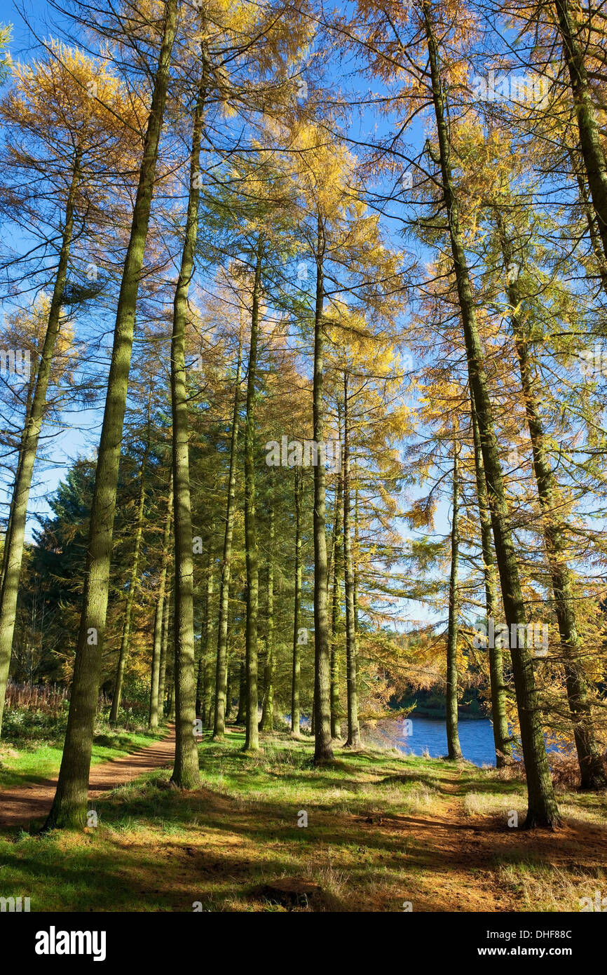 English landscape with colorful autumn, fall larch trees at Cod beck ...