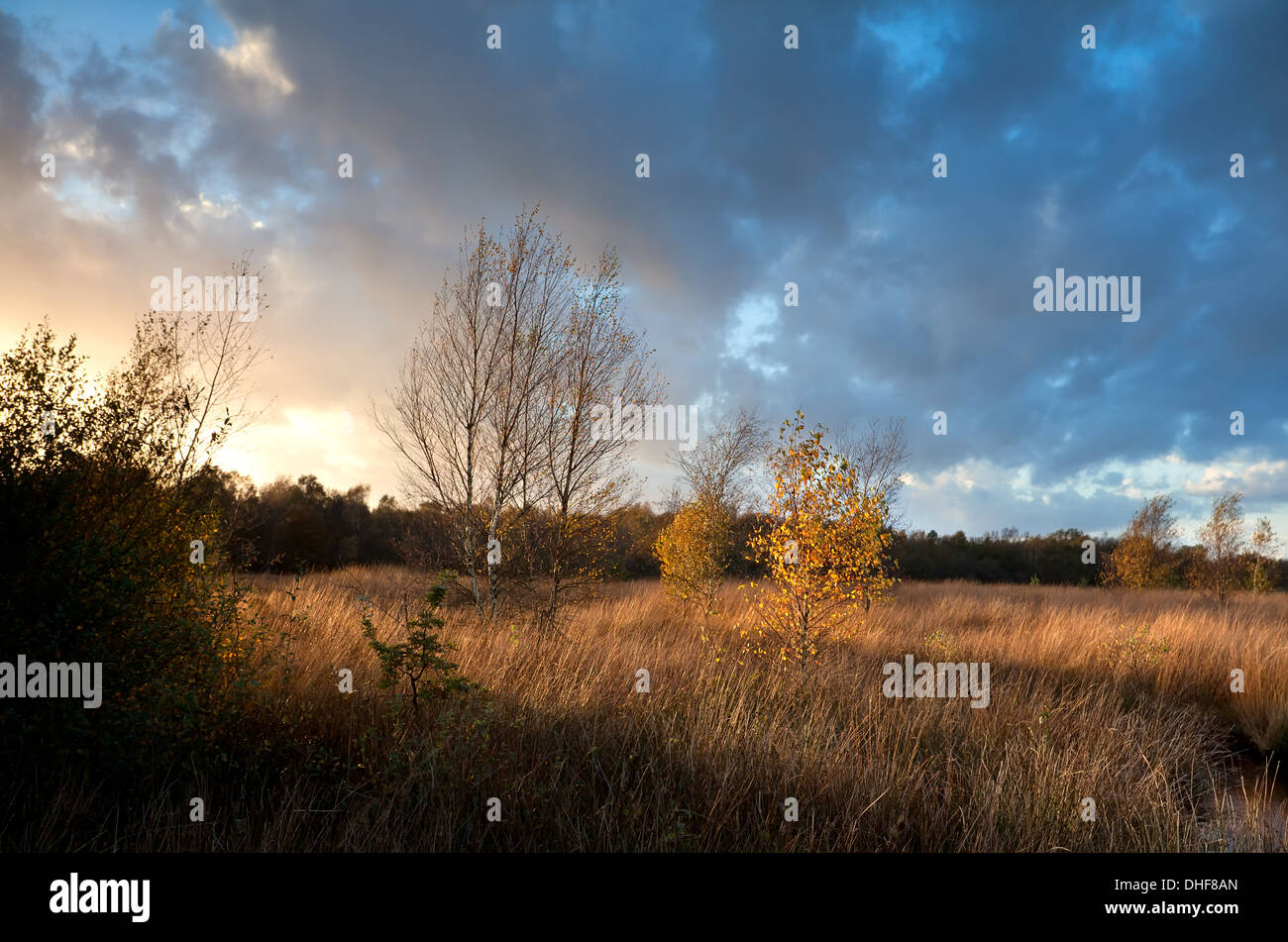 orange birch trees in warm sunset light during autumn, Dwingelderveld ...