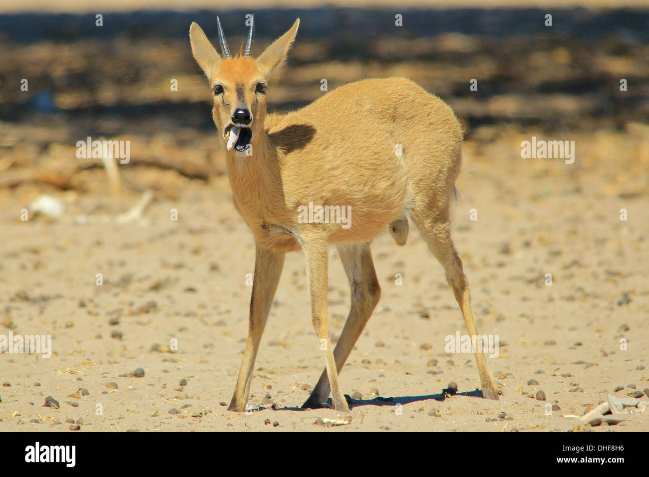 Duiker Ram - Small Antelopes from Africa - Adorable Wildlife in the ...