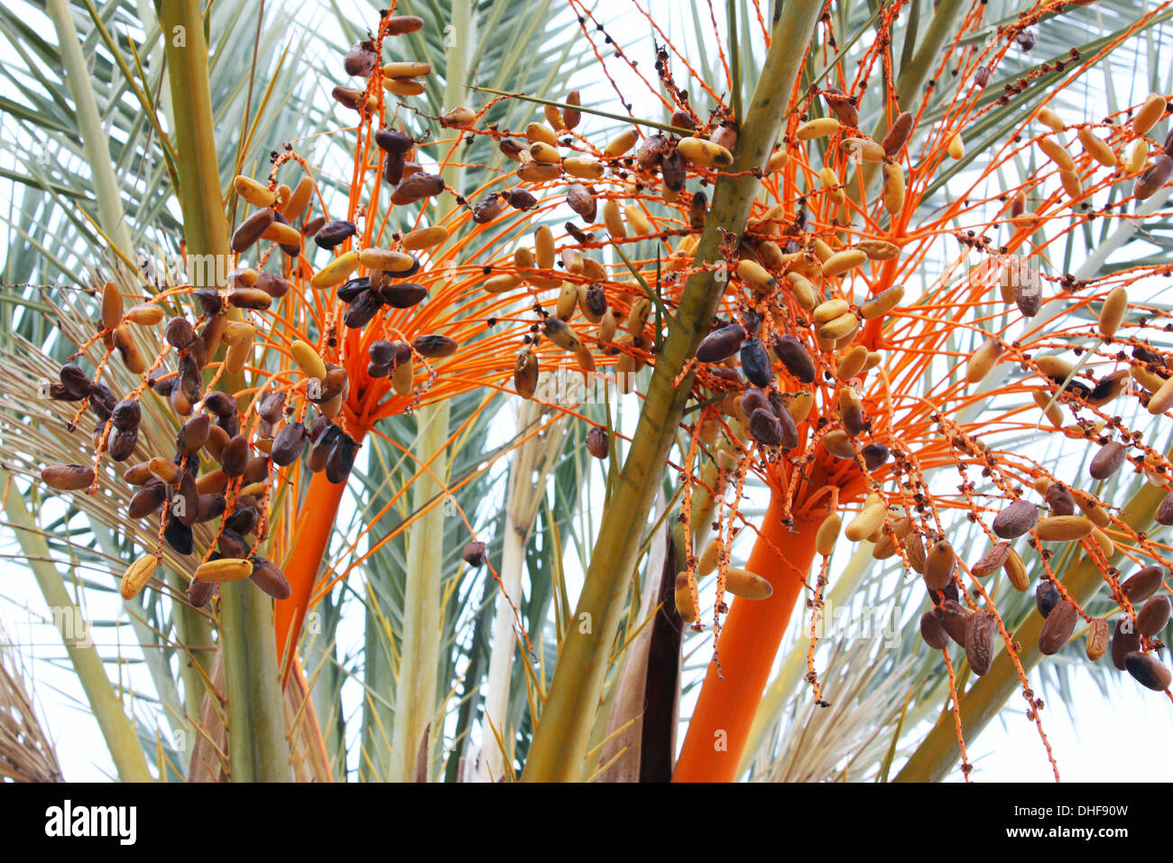 Branches of dates growing on palm tree Stock Photo - Alamy