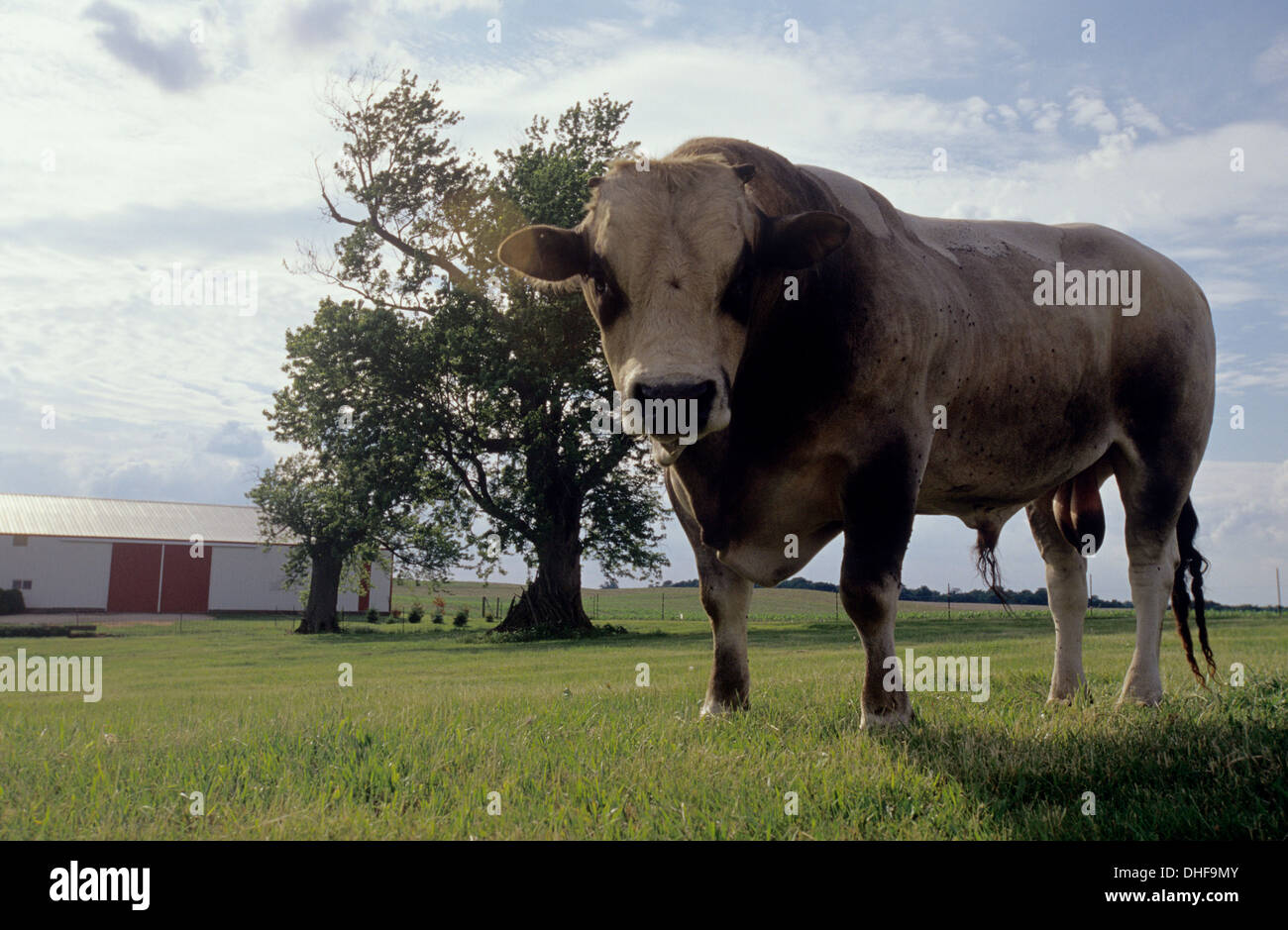 Bull testicles hi-res stock photography and images - Alamy