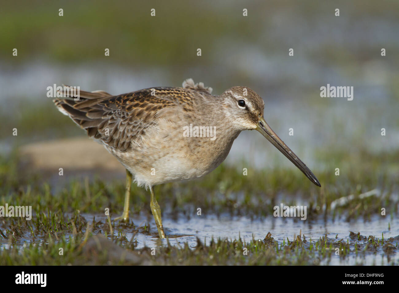 Juvenile Long Billed Dowitcher Stock Photo - Alamy