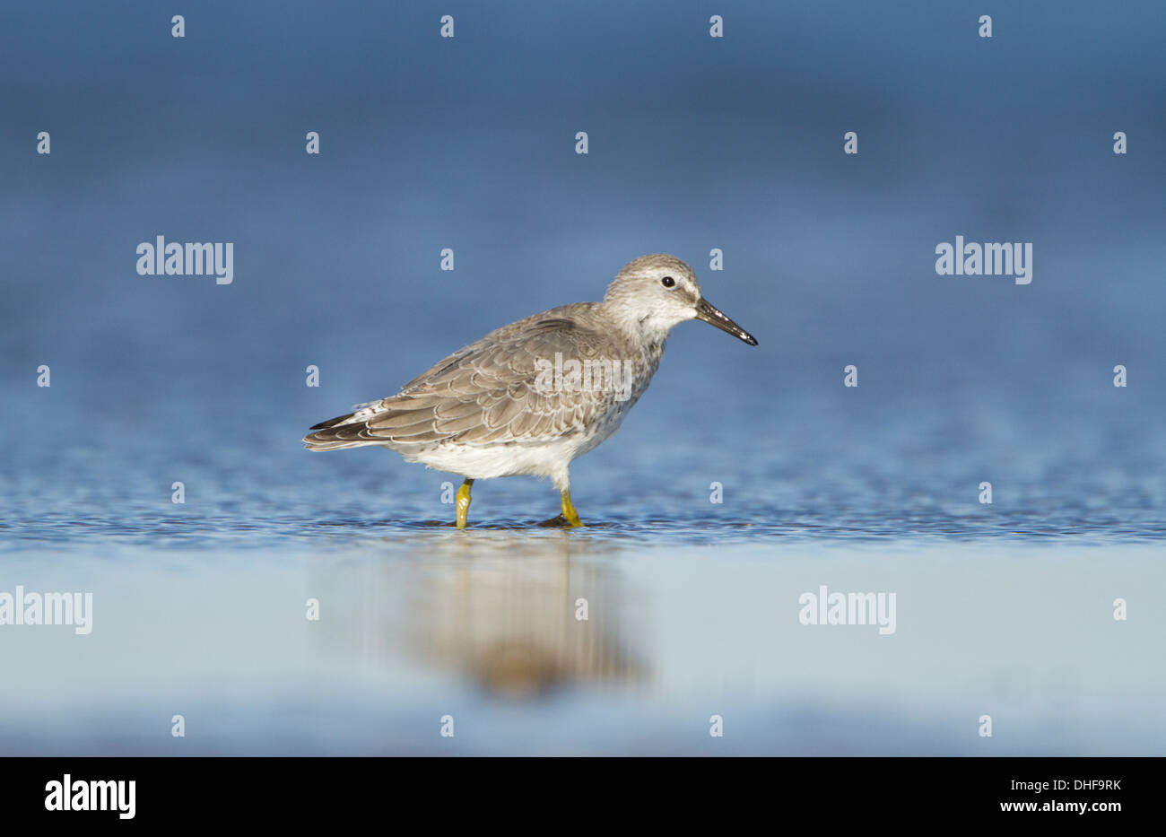 Winter plumaged Knot Wading in Water looking forward Stock Photo - Alamy