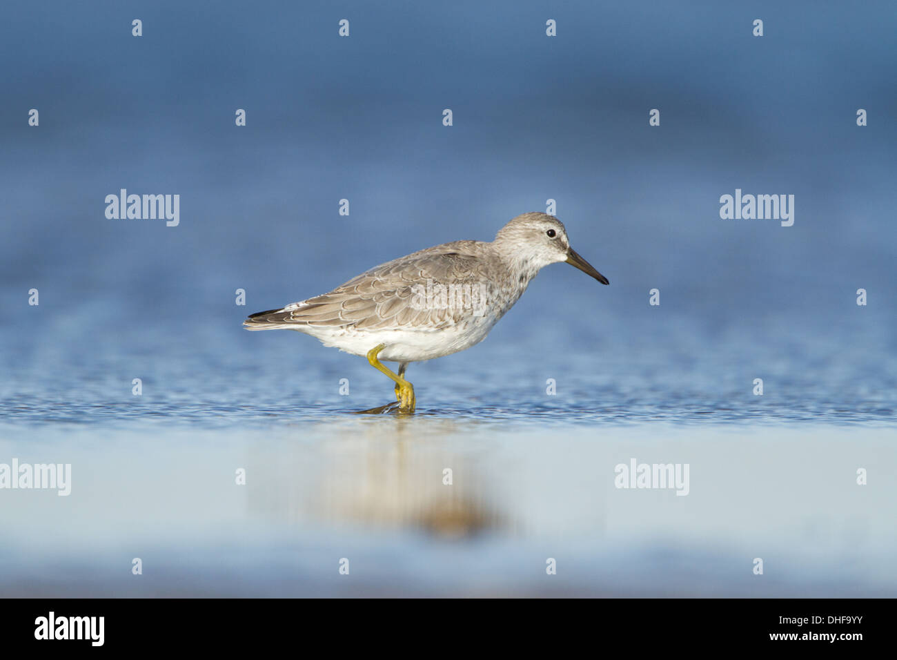 Winter plumaged Knot with foot raised in water with alert pose Stock ...