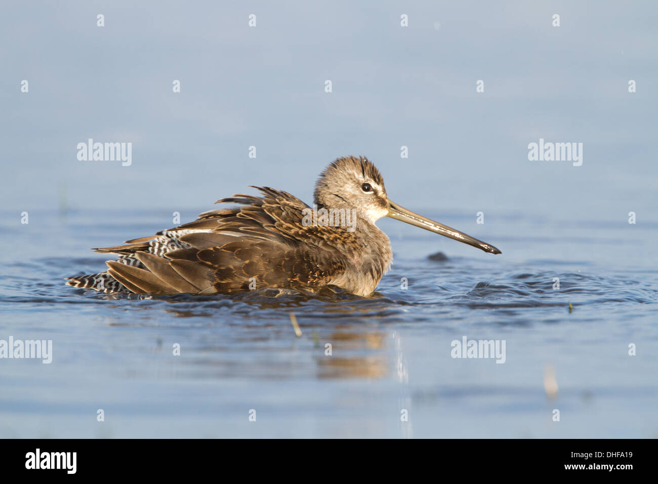 Long billed dowitcher hi-res stock photography and images - Alamy