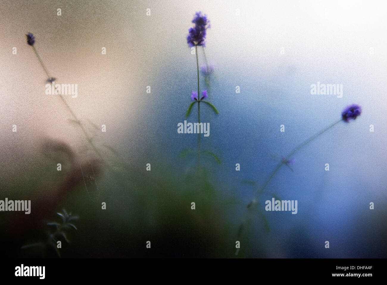 lavender stalks seen through smoked glass window, abstract Stock Photo ...