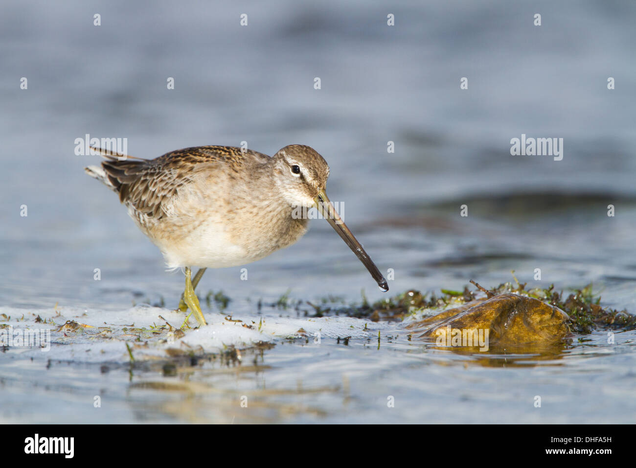 Juvenile Long Billed Dowitcher Wading in Water Stock Photo - Alamy