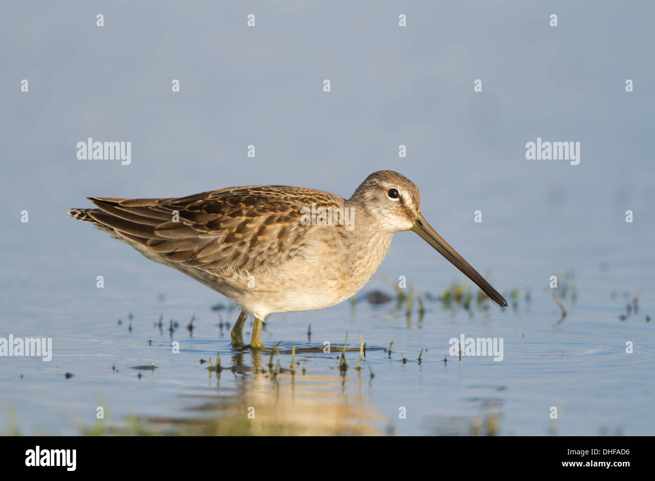 Juvenile Long Billed Dowitcher Wading in Water Stock Photo - Alamy