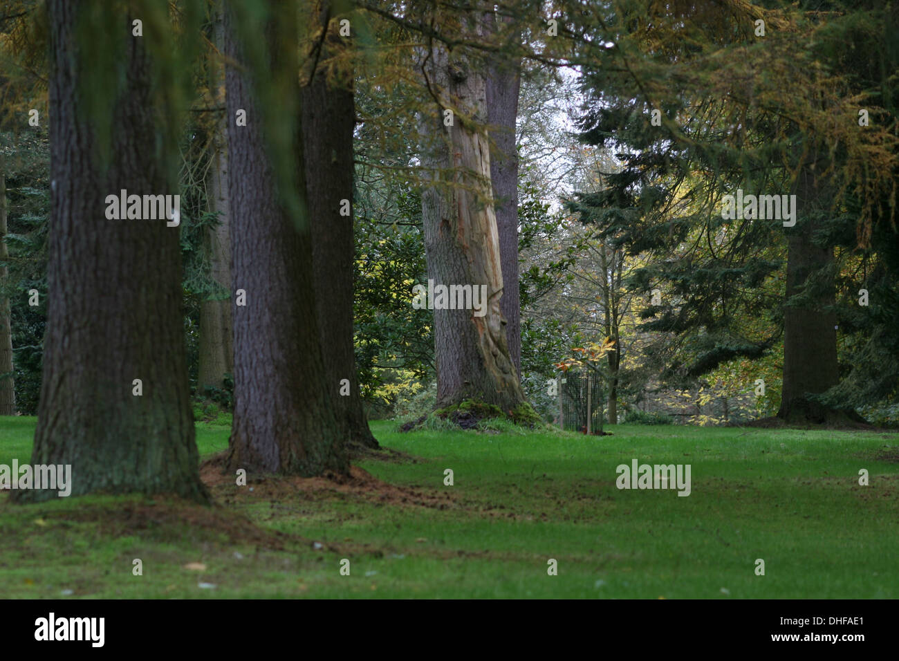 Lynford arboretum hi-res stock photography and images - Alamy