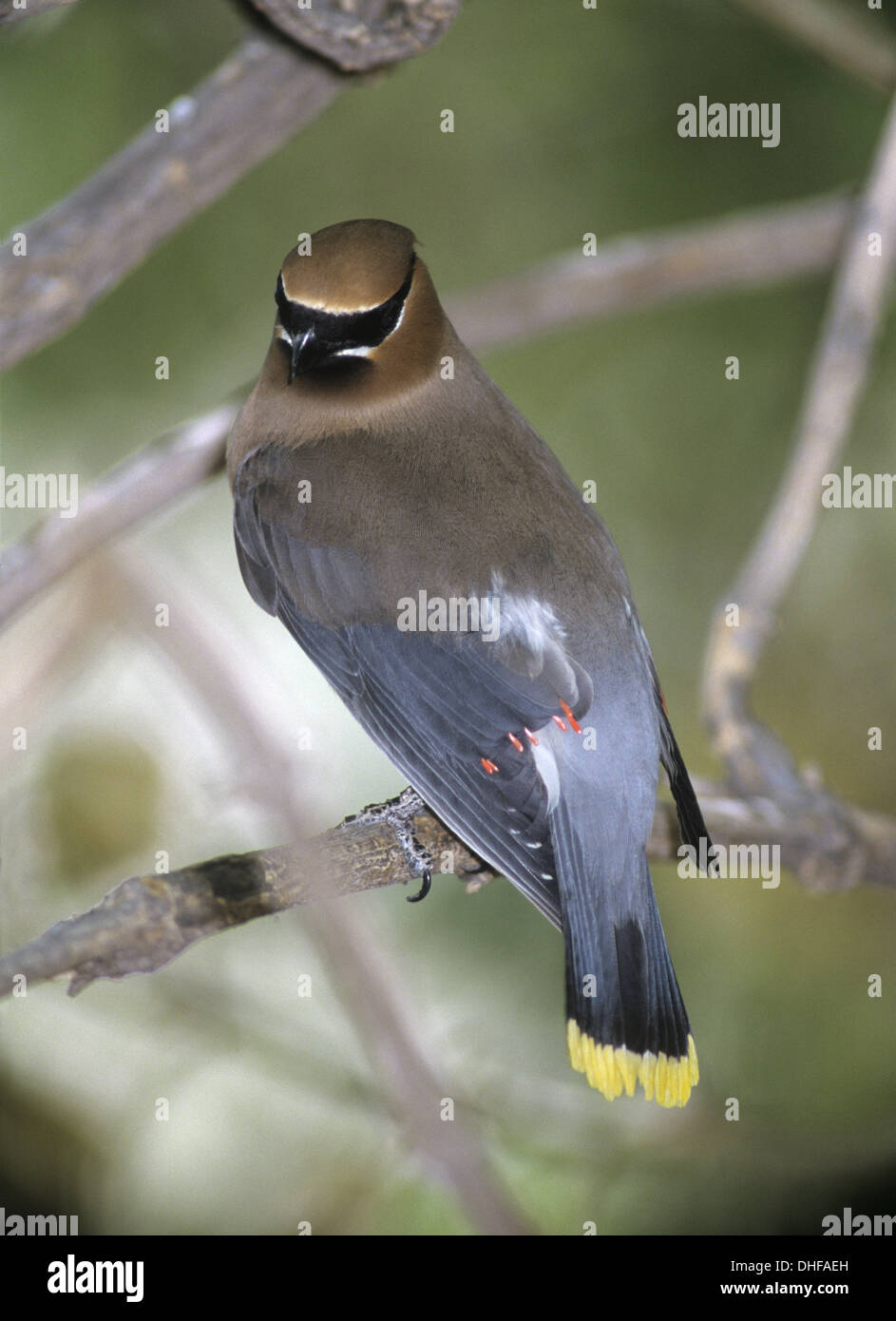 Cedar Waxwing - Bombycilla cedrorum Stock Photo - Alamy