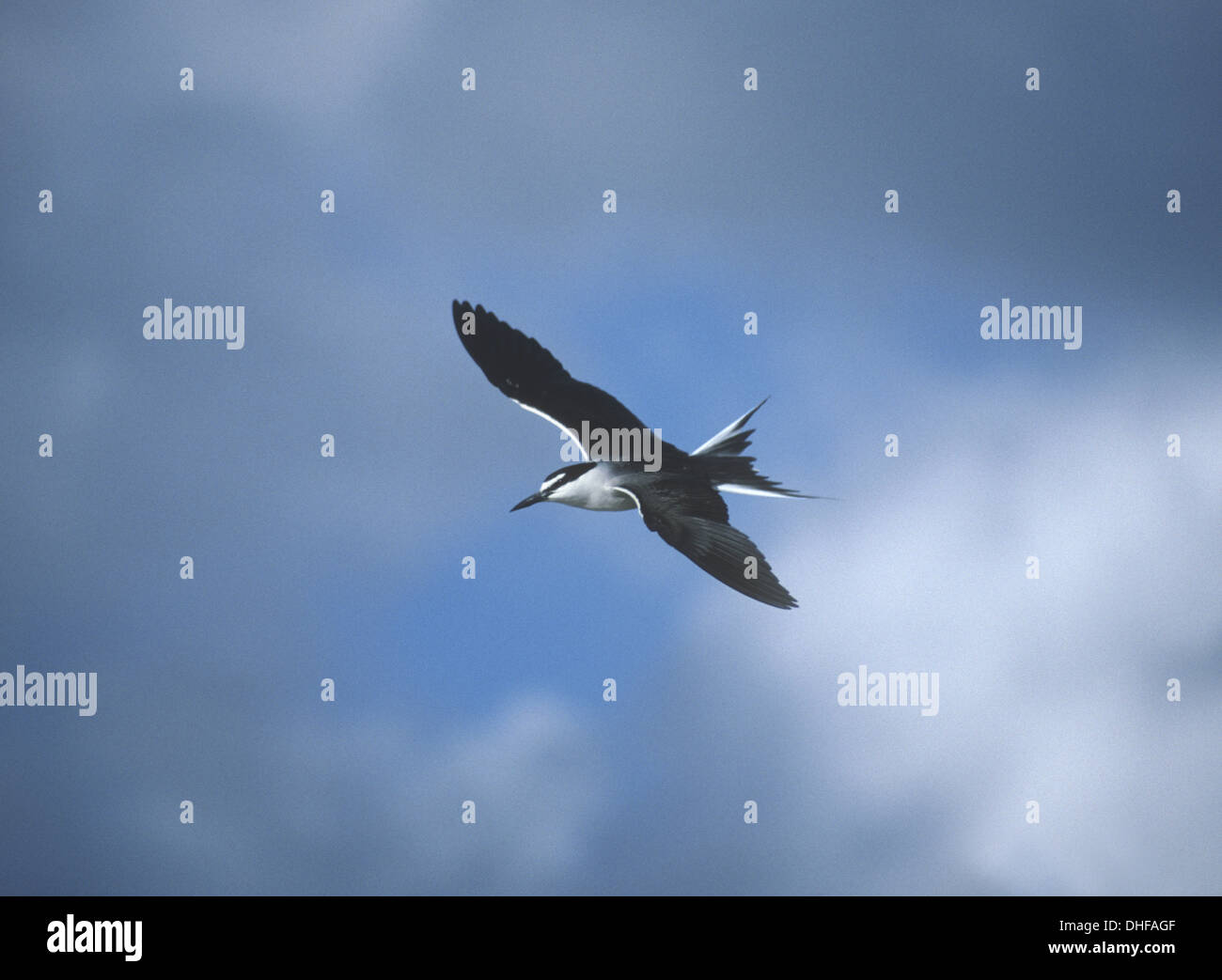 Sterna anaethetus hi-res stock photography and images - Alamy