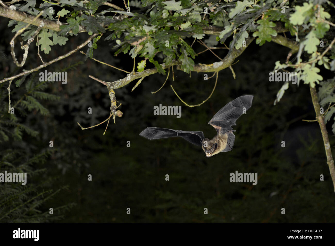 Serotine bats hi-res stock photography and images - Alamy